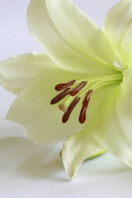 Death Notice of Sr. MARIE THERESE O' BRIEN - 95FM Obituaries